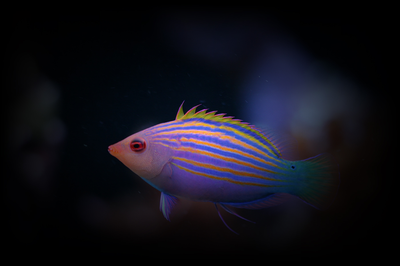 Marine Fish | Mother of Aquatics